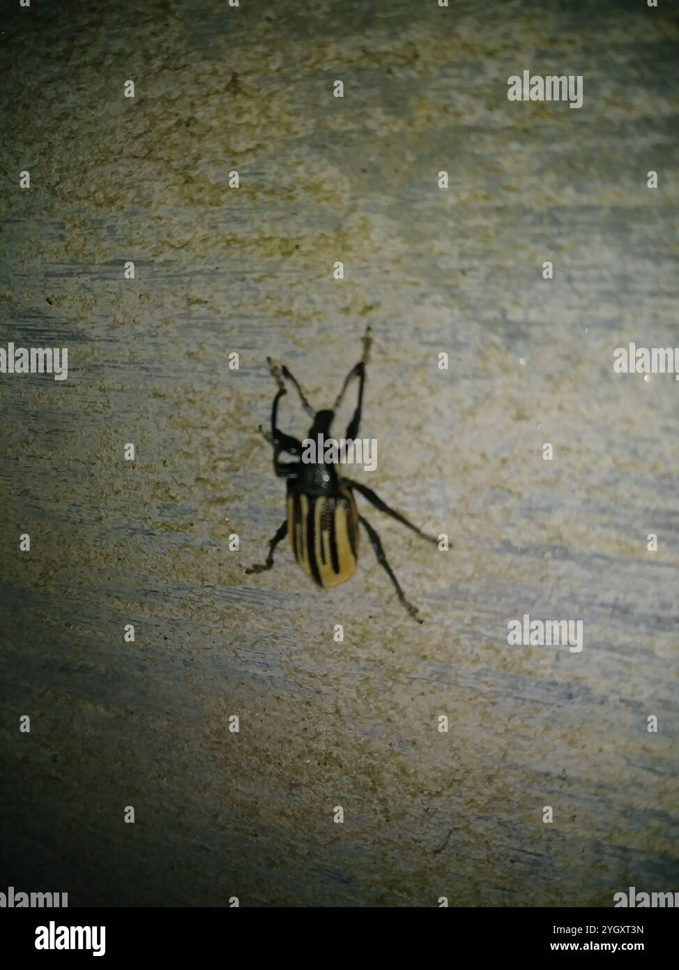 Diaprepes Root Weevil (Diaprepes abbreviatus Stock Photo - Alamy