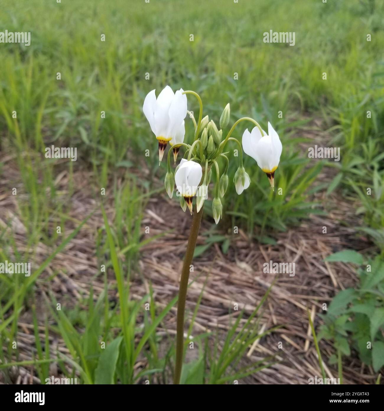 eastern shooting star (Primula meadia Stock Photo - Alamy