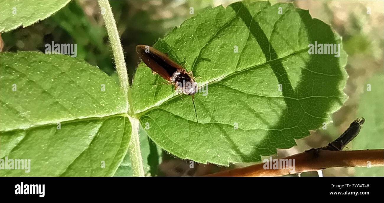 margined click beetle (Dalopius marginatus Stock Photo - Alamy