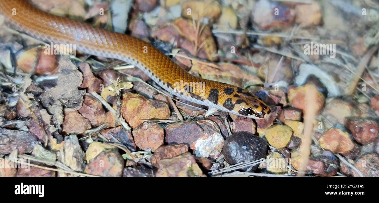 Little Spotted Snake (Suta punctata Stock Photo - Alamy