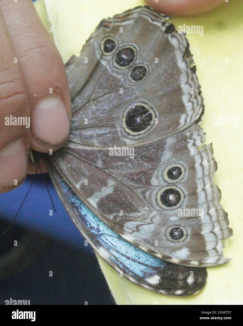 Common Morpho (Morpho helenor Stock Photo - Alamy