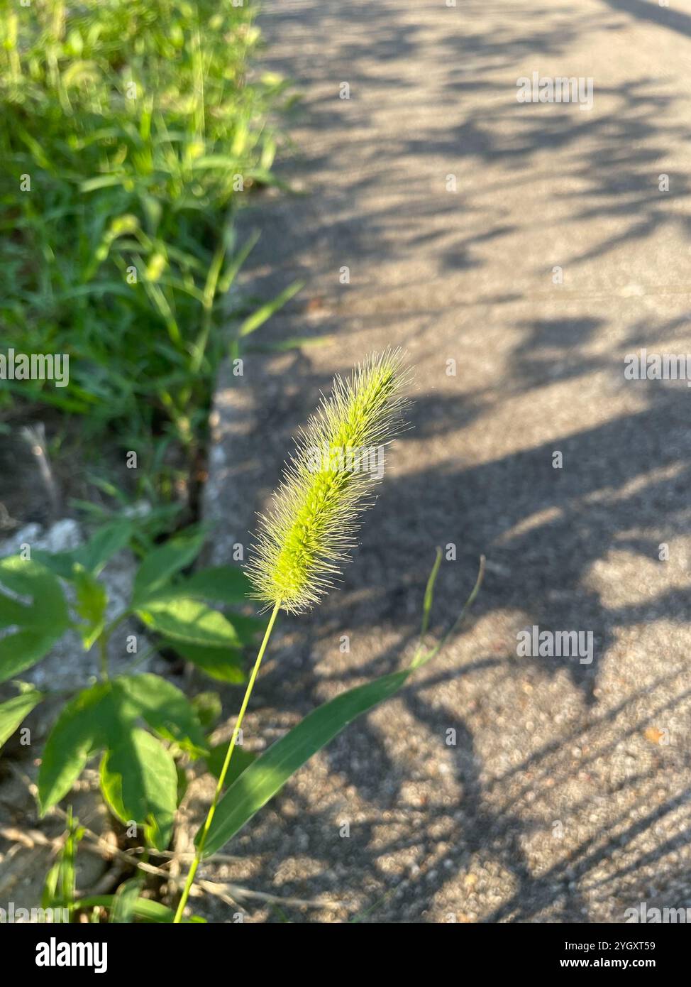Green Bristle Grass (Setaria viridis Stock Photo - Alamy