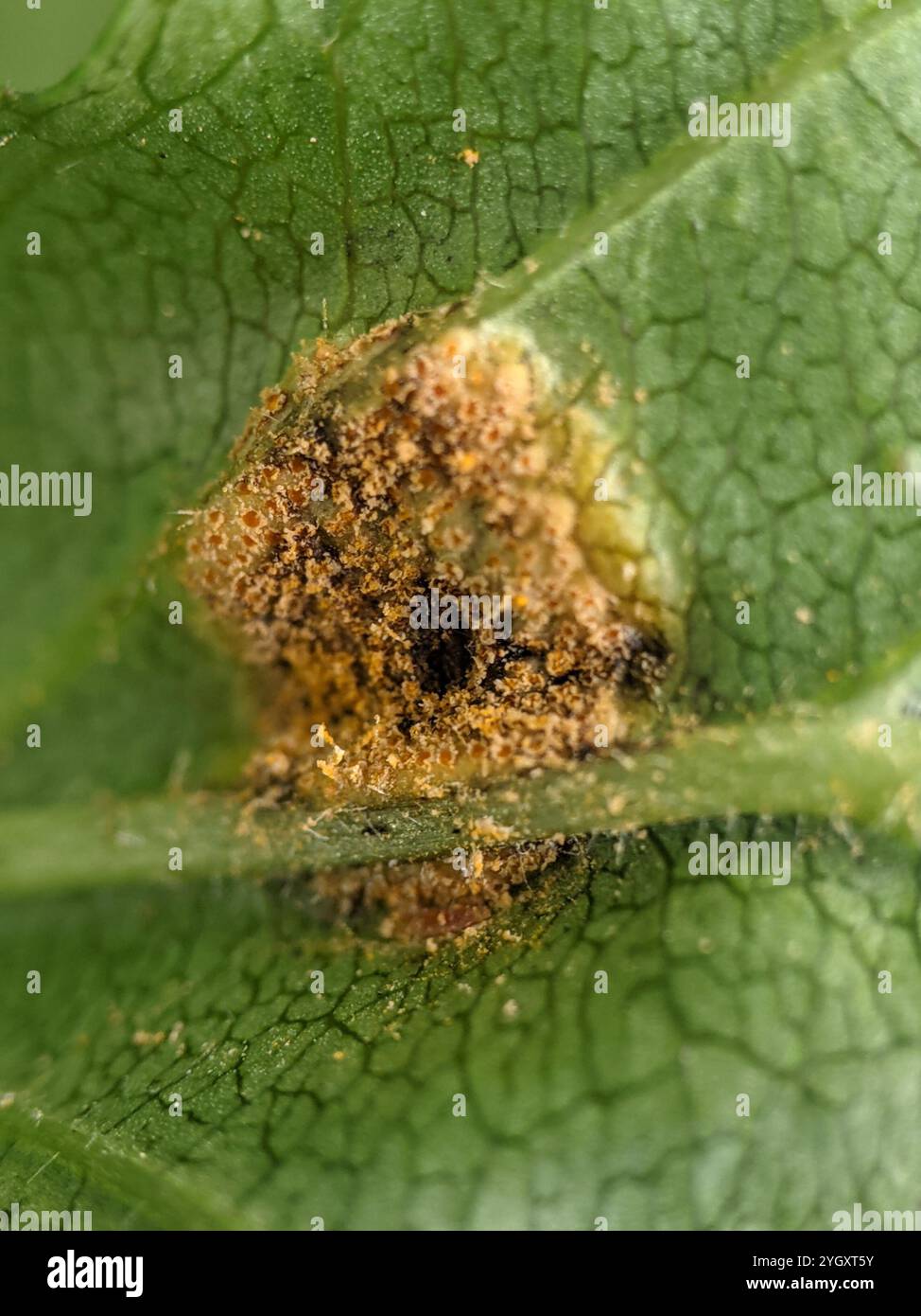 Crown Rust (Puccinia coronata Stock Photo - Alamy