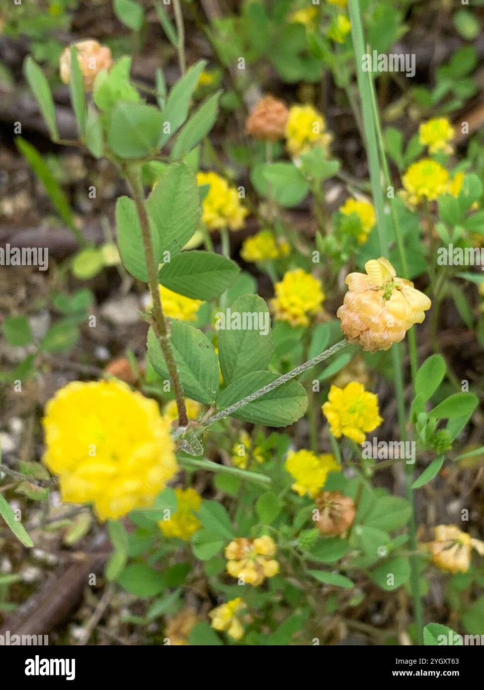 hop trefoil (Trifolium campestre Stock Photo - Alamy