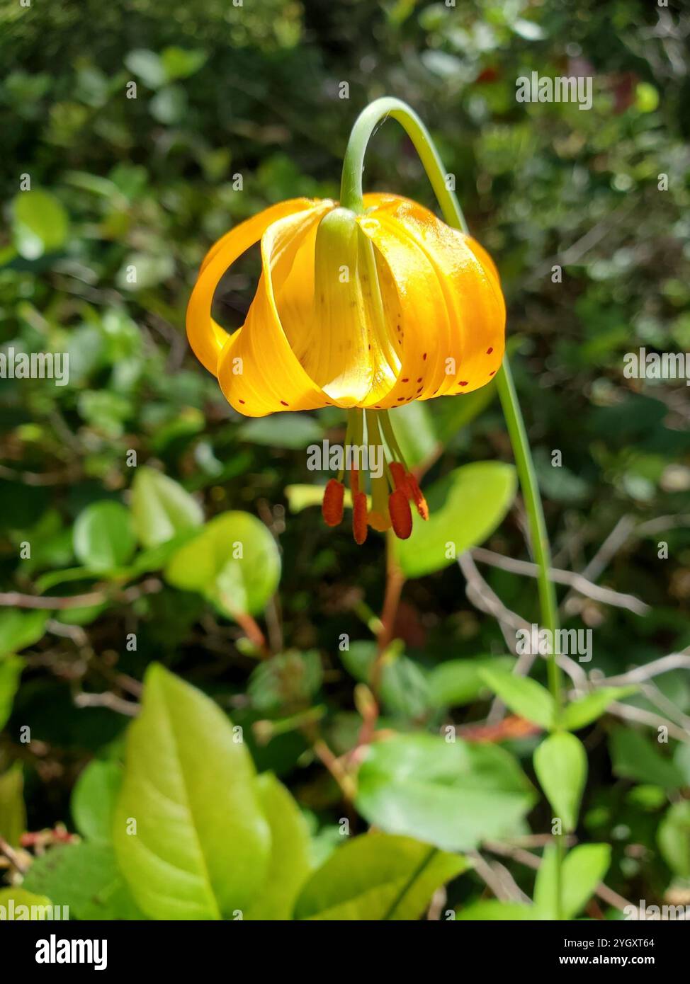 Columbia lily (Lilium columbianum Stock Photo - Alamy