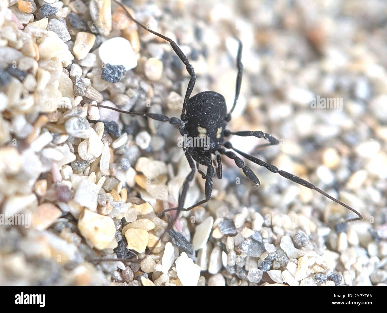 Gold-spotted Harvestman (Nemastoma bimaculatum Stock Photo - Alamy