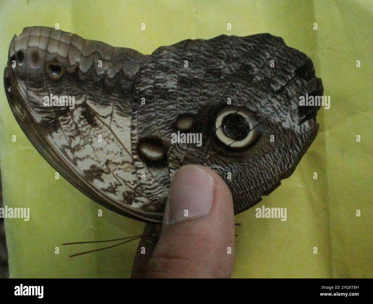 Caligo telamonius hi-res stock photography and images - Alamy