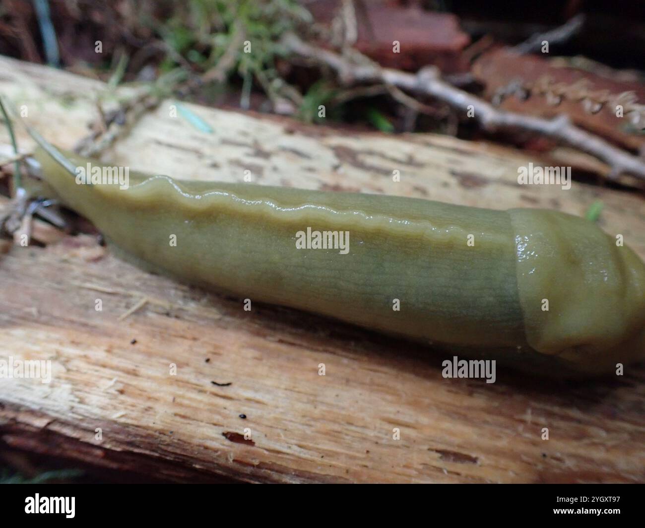 Pacific Banana Slug (Ariolimax columbianus Stock Photo - Alamy