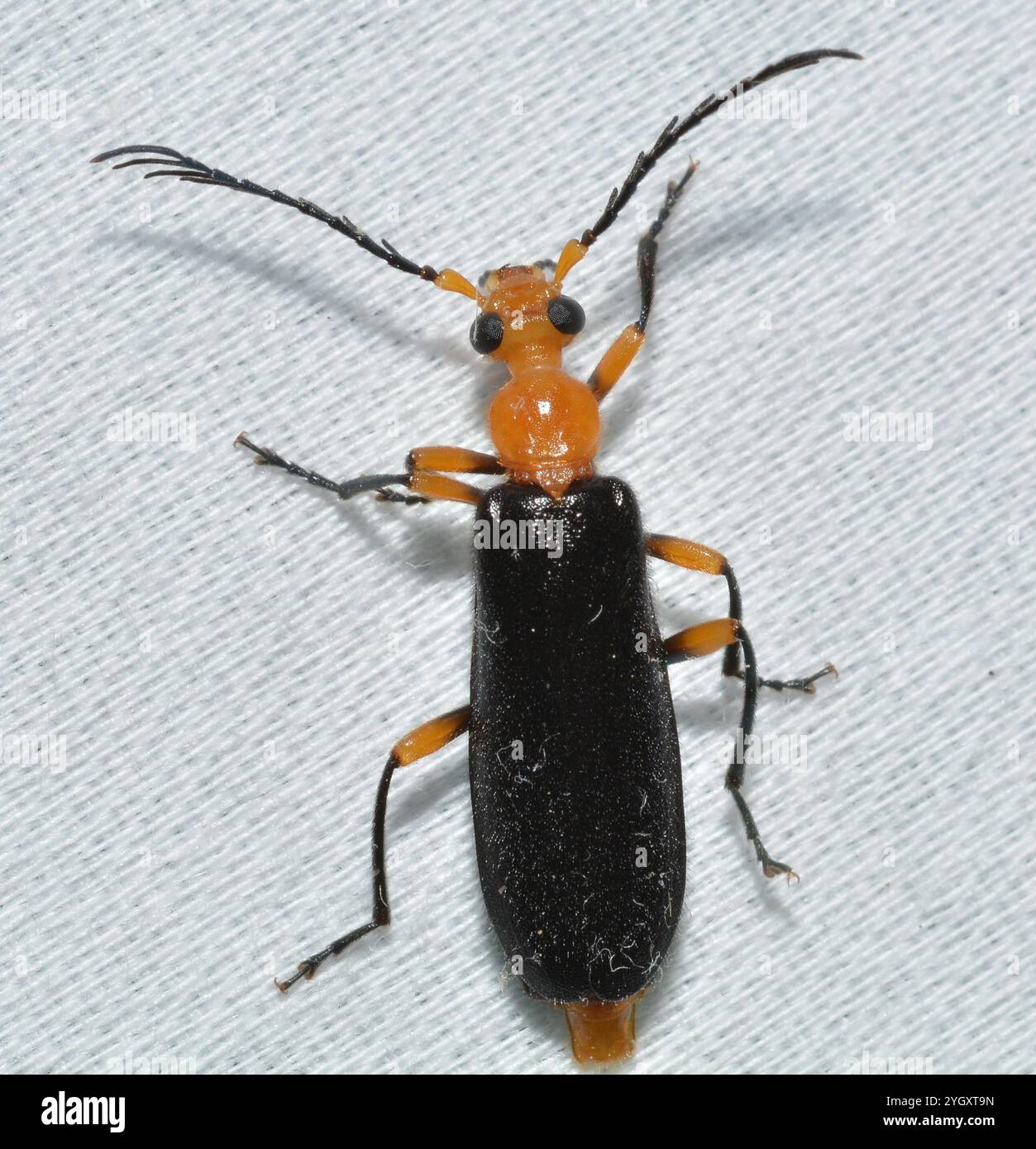 Thighed Fire-colored Beetle (Neopyrochroa femoralis Stock Photo - Alamy
