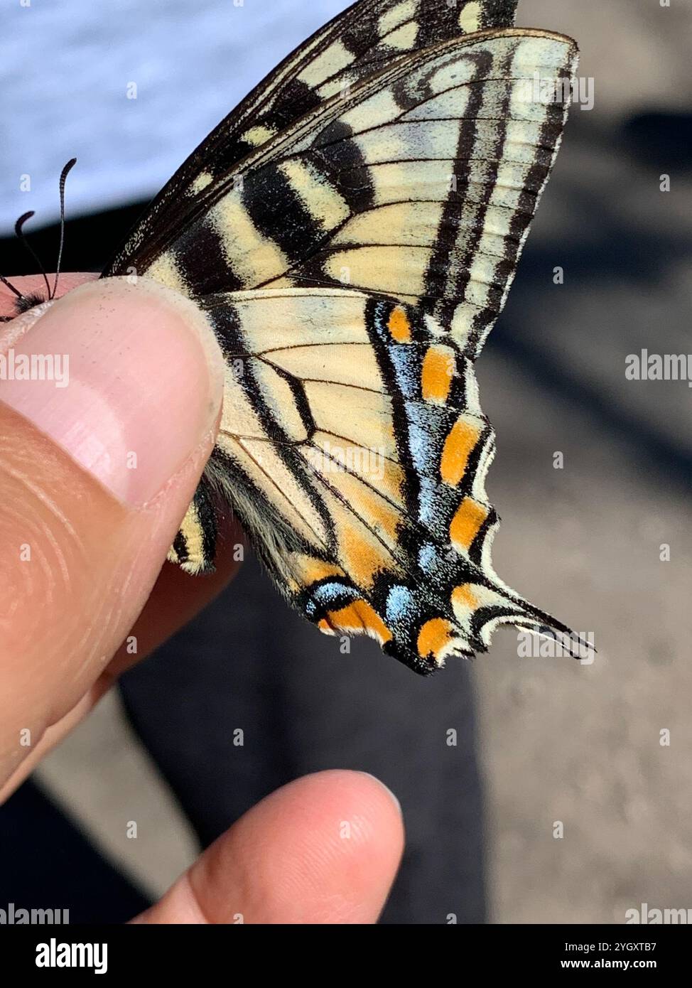 Canadian Tiger Swallowtail (Papilio canadensis Stock Photo - Alamy