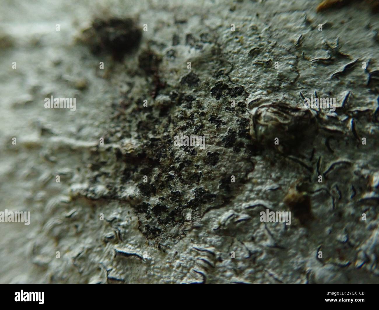 Asterisk Lichen (Arthonia radiata Stock Photo - Alamy