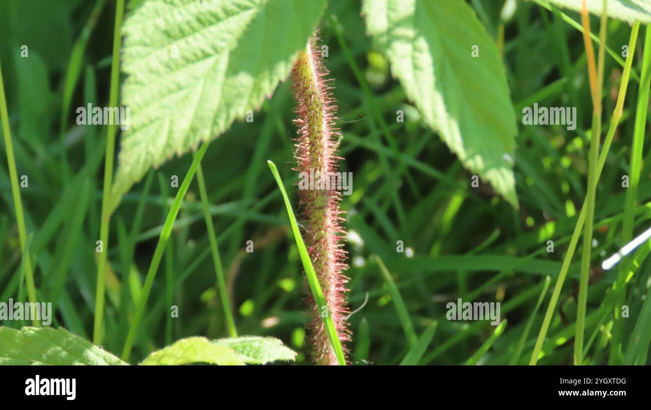 red raspberry (Rubus idaeus Stock Photo - Alamy