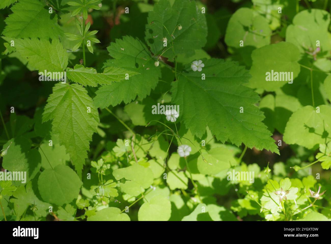 White Inside-out Flower (Vancouveria hexandra Stock Photo - Alamy