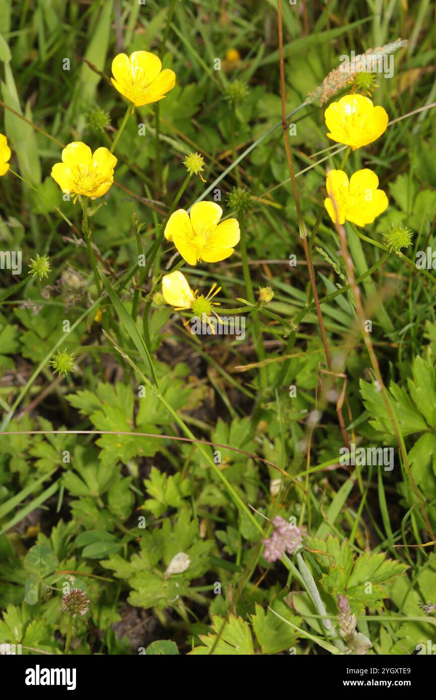 Creeping buttercup (Ranunculus repens Stock Photo - Alamy