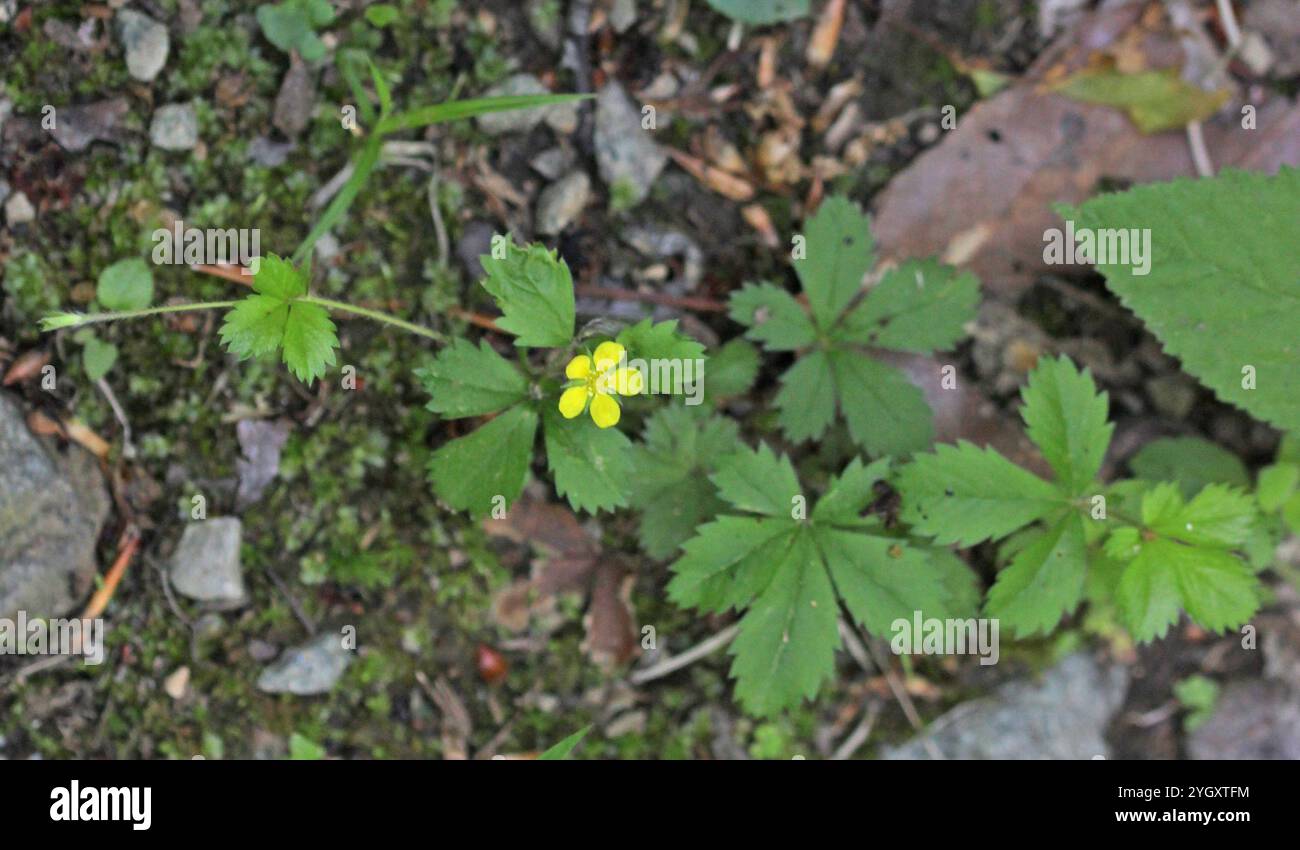 common cinquefoil (Potentilla simplex Stock Photo - Alamy