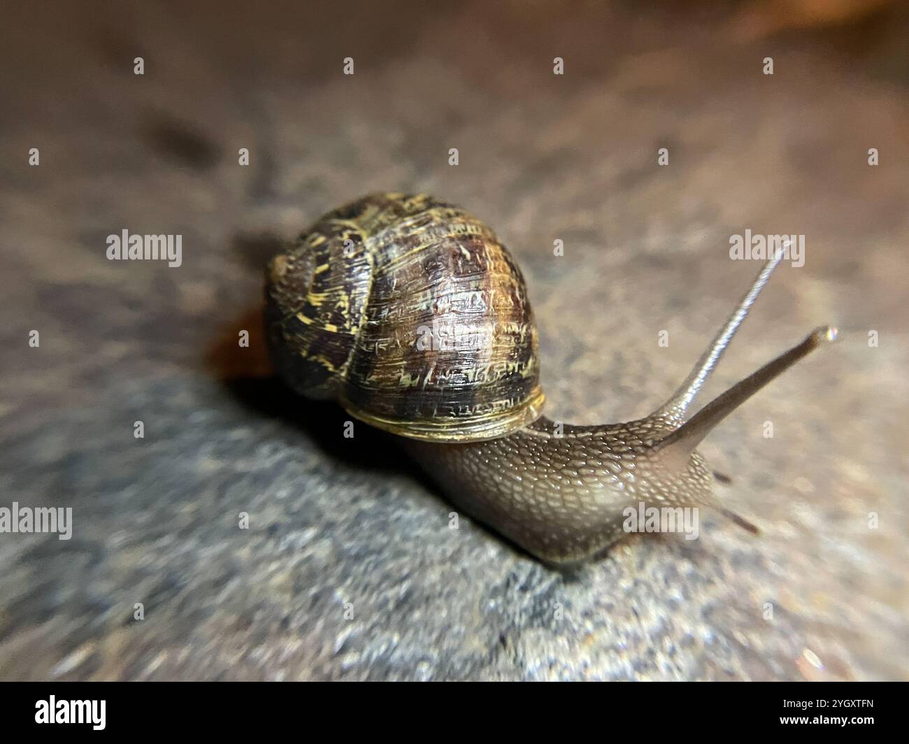 Garden Snail (Cornu aspersum Stock Photo - Alamy