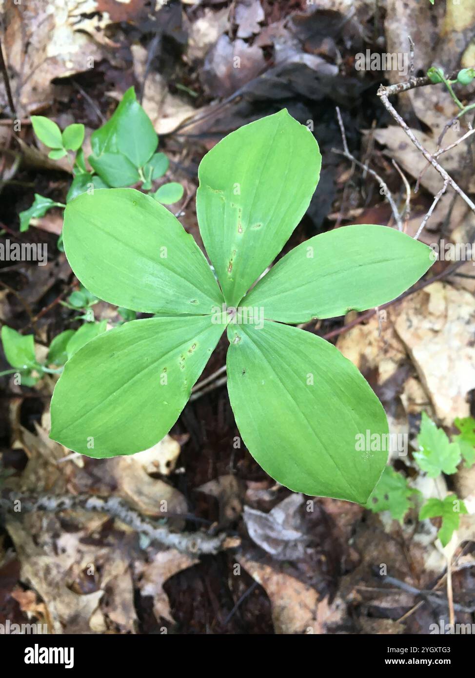 Large Whorled Pogonia (Isotria verticillata Stock Photo - Alamy