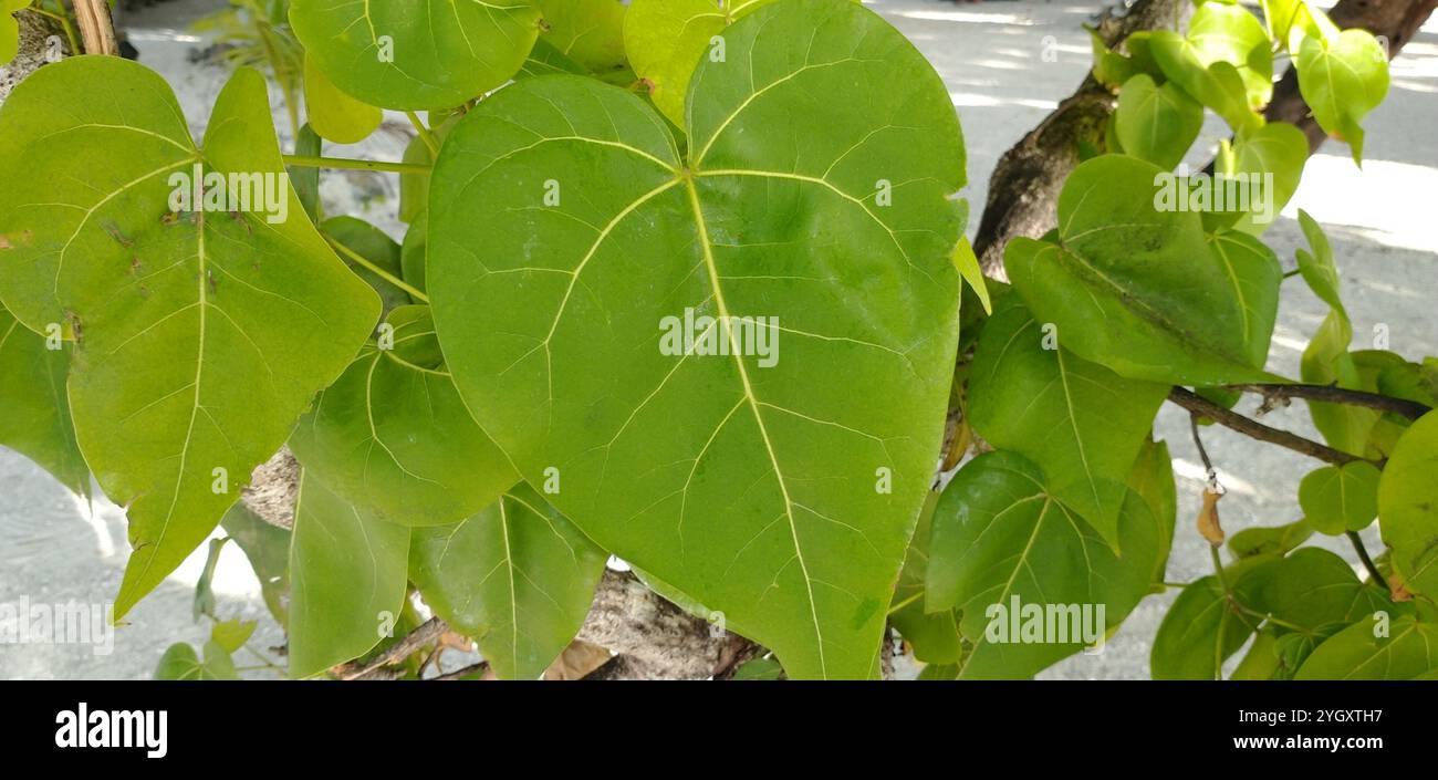 Portia tree (Thespesia populnea Stock Photo - Alamy