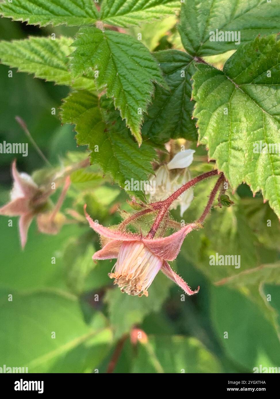 red raspberry (Rubus idaeus Stock Photo - Alamy