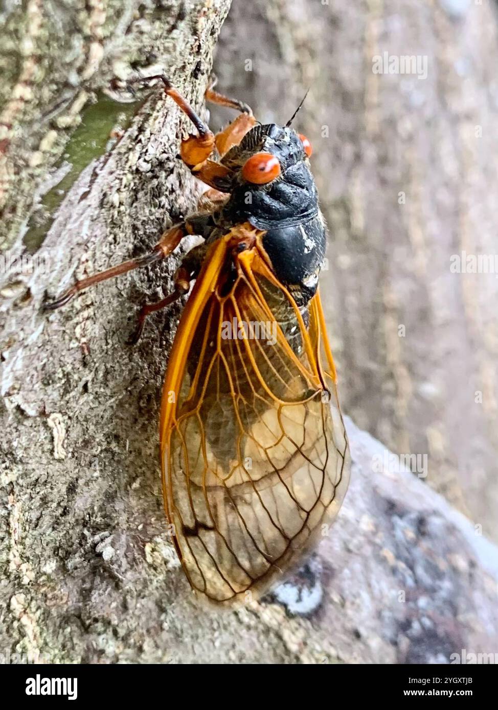 Periodical Cicadas (Magicicada Stock Photo - Alamy