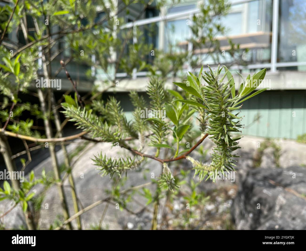 pussy willow (Salix discolor Stock Photo - Alamy