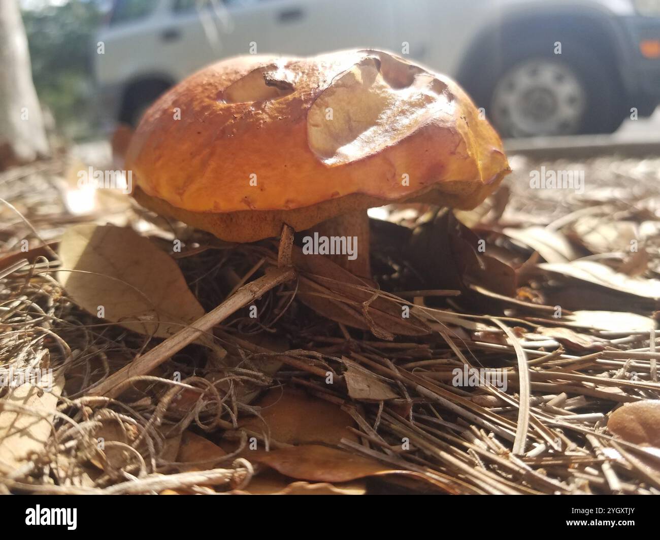 Butter Boletes (Butyriboletus Stock Photo - Alamy