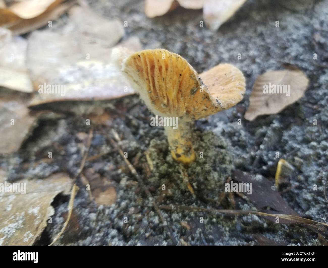 hygrophorus milkcap (Lactifluus hygrophoroides Stock Photo - Alamy