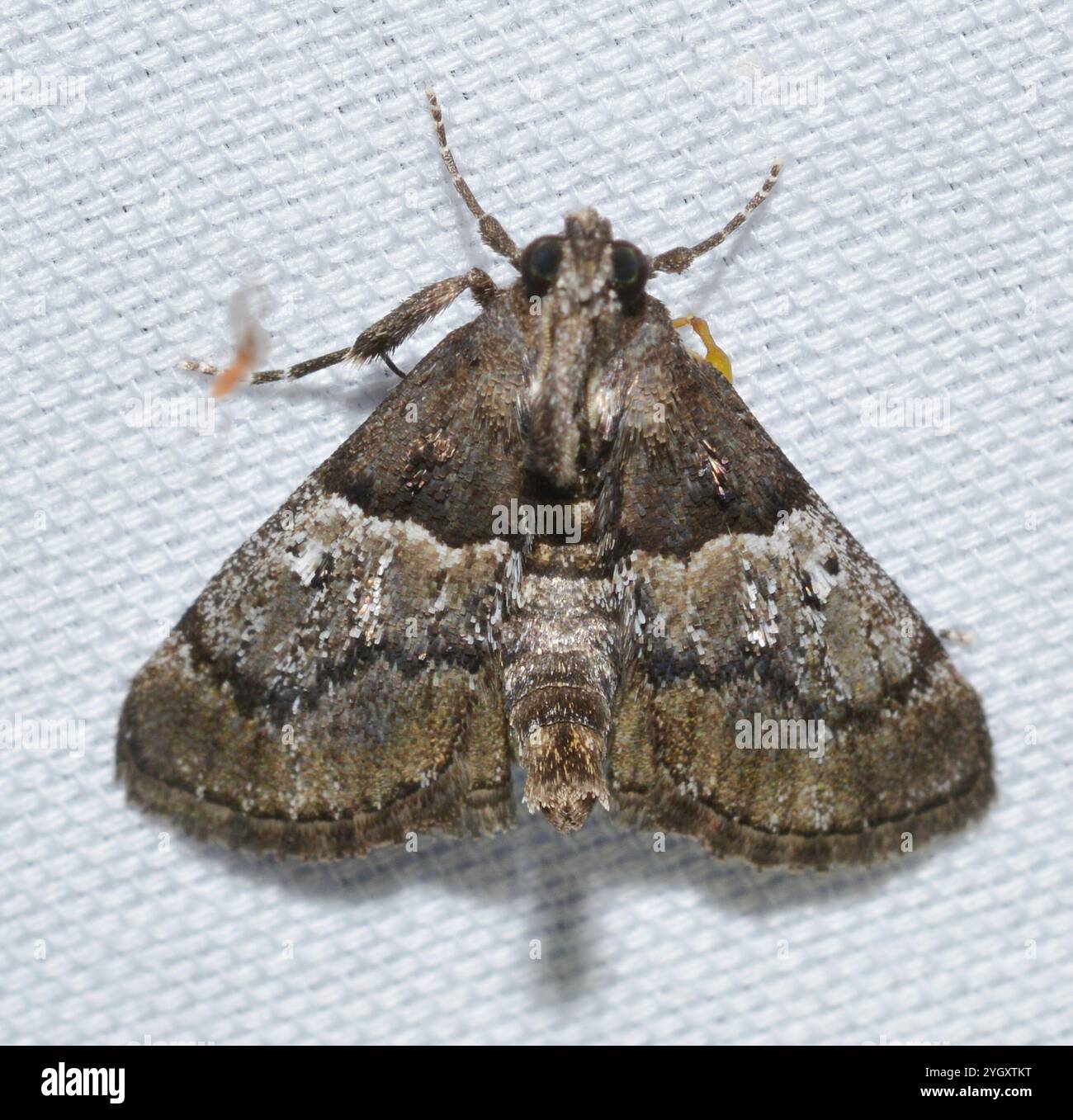 Macalla hi-res stock photography and images - Alamy