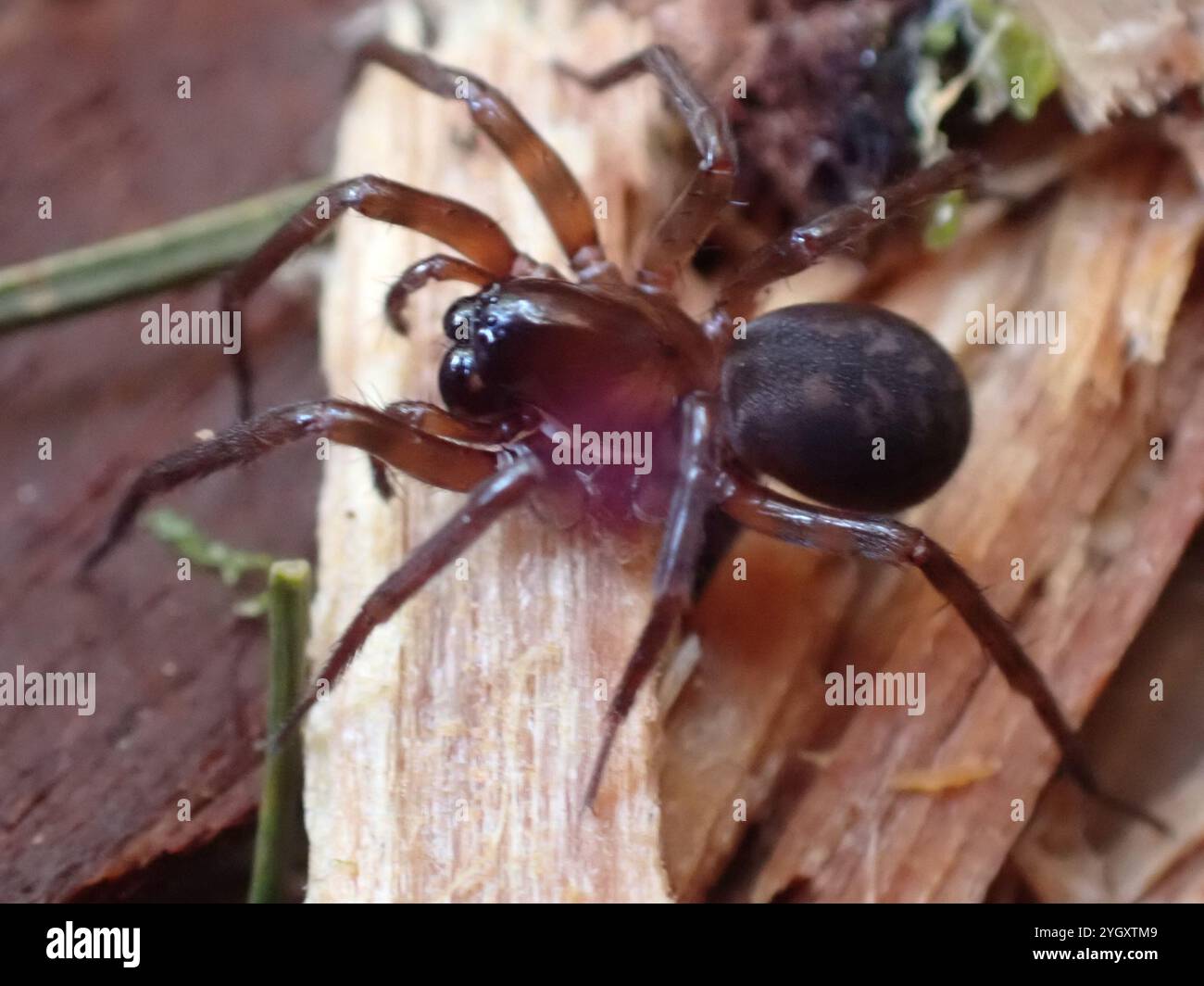 Soft Spiders (Cybaeidae Stock Photo - Alamy