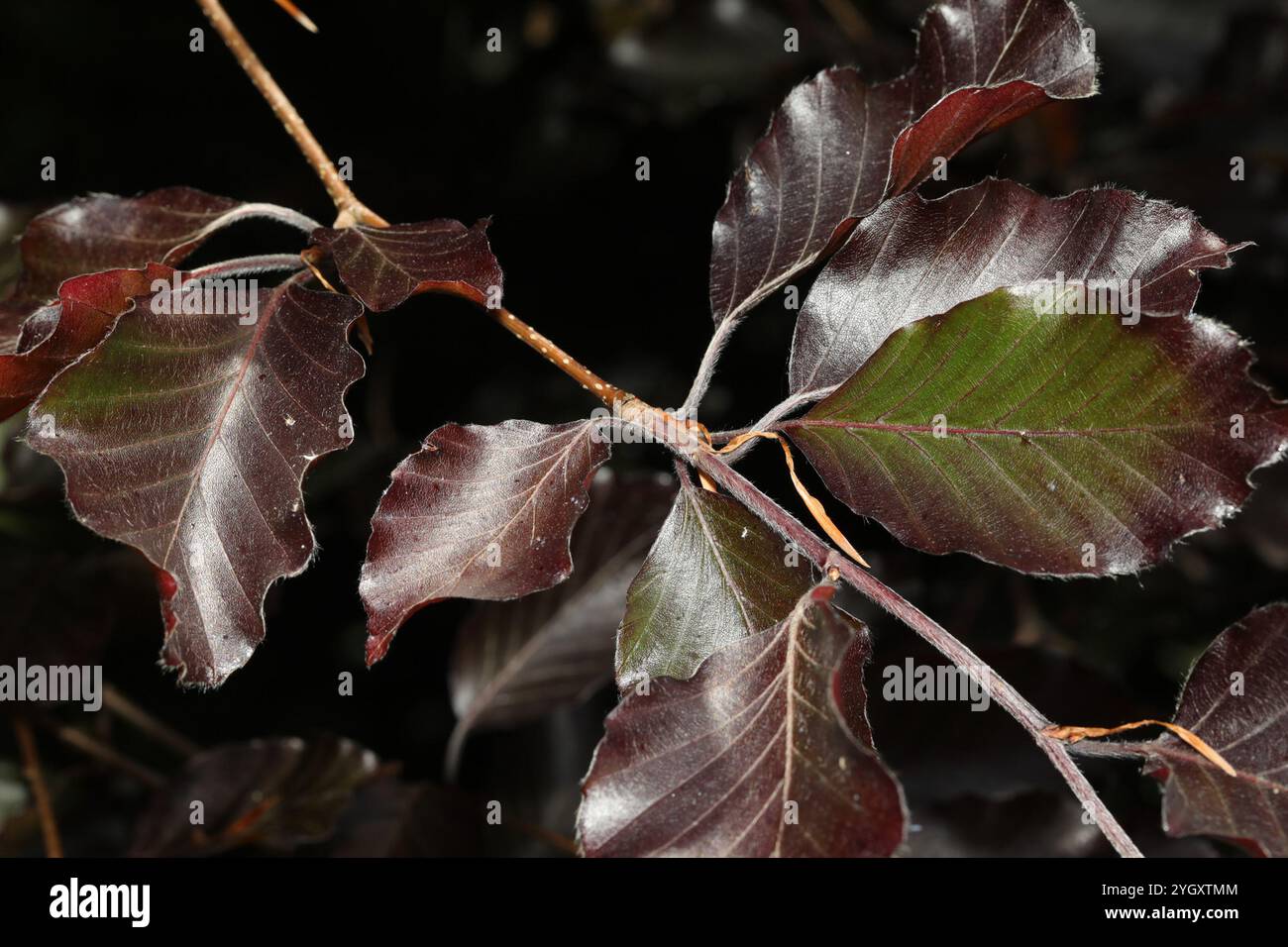 European beech (Fagus sylvatica Stock Photo - Alamy