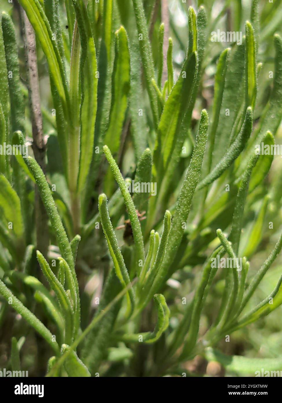 Common Lavender (Lavandula angustifolia Stock Photo - Alamy