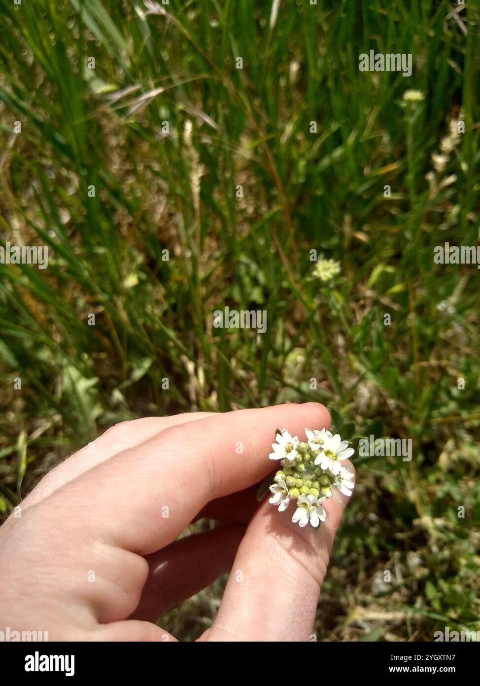 hoary alyssum (Berteroa incana Stock Photo - Alamy