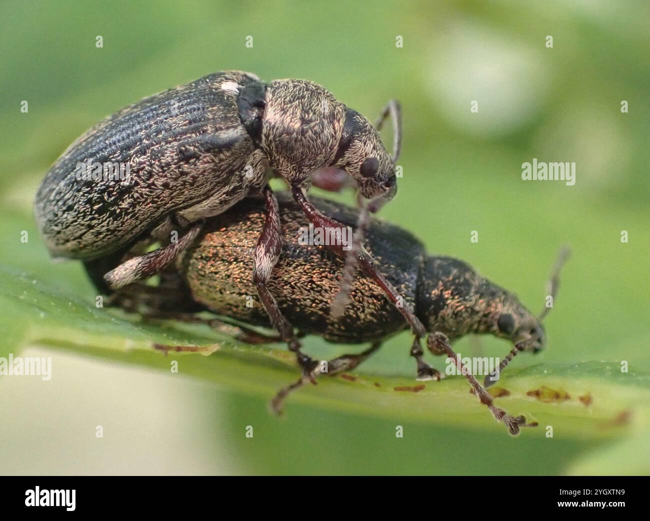 Common Leaf Weevil (Phyllobius pyri Stock Photo - Alamy