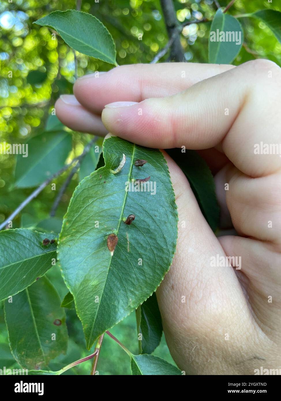 Black Cherry Leaf Gall Mite (Eriophyes cerasicrumena Stock Photo - Alamy