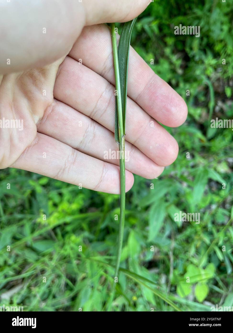 tall fescue (Lolium arundinaceum Stock Photo - Alamy