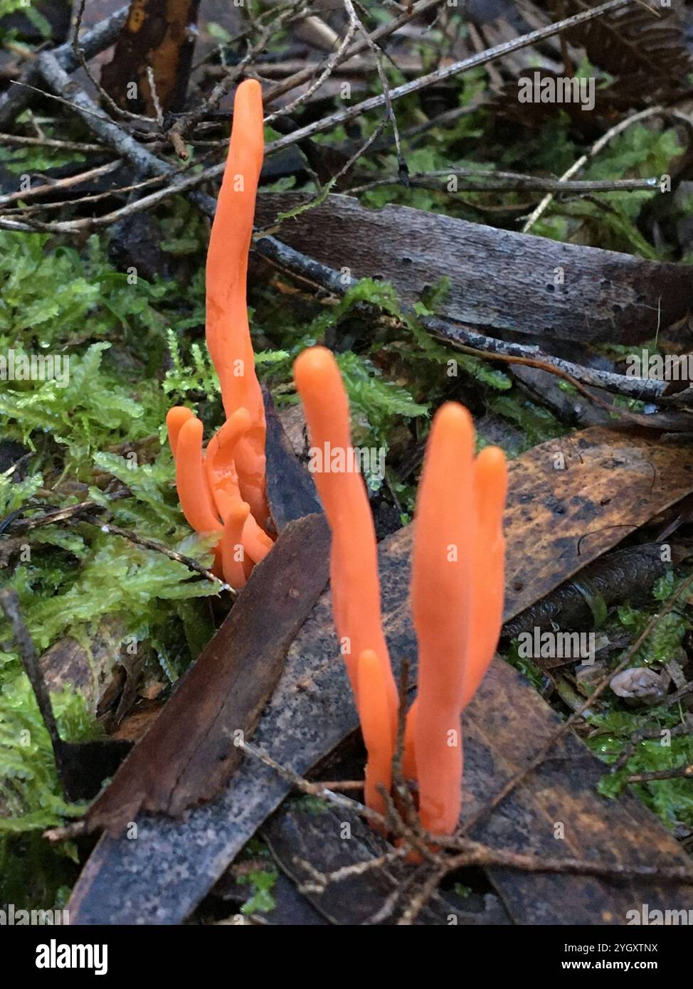Flame fungus (Clavulinopsis sulcata Stock Photo - Alamy
