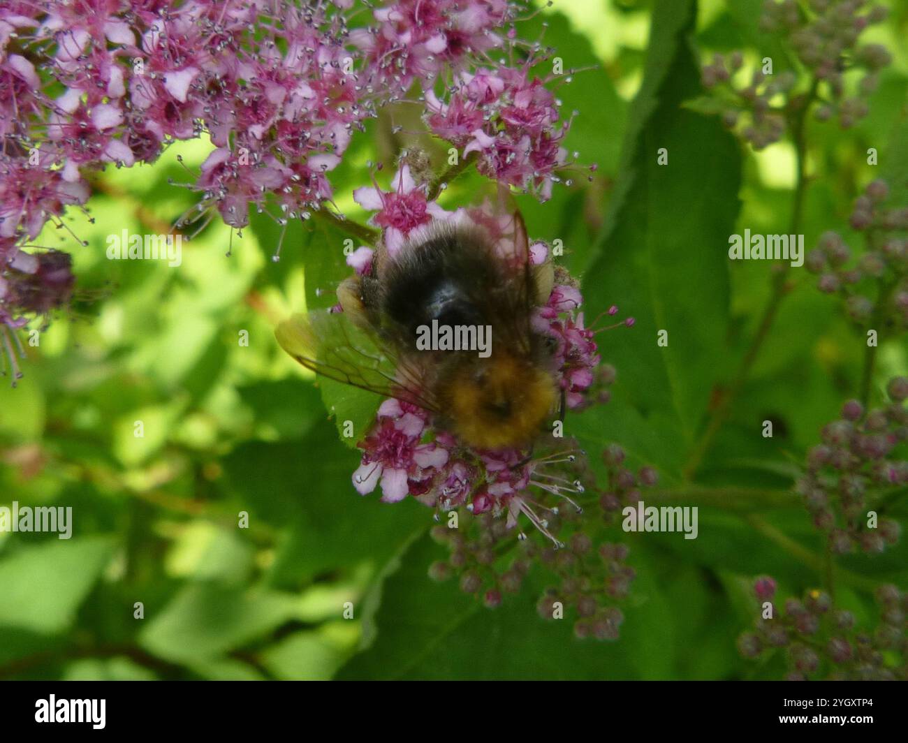 Tree Bumble Bee (Bombus hypnorum Stock Photo - Alamy