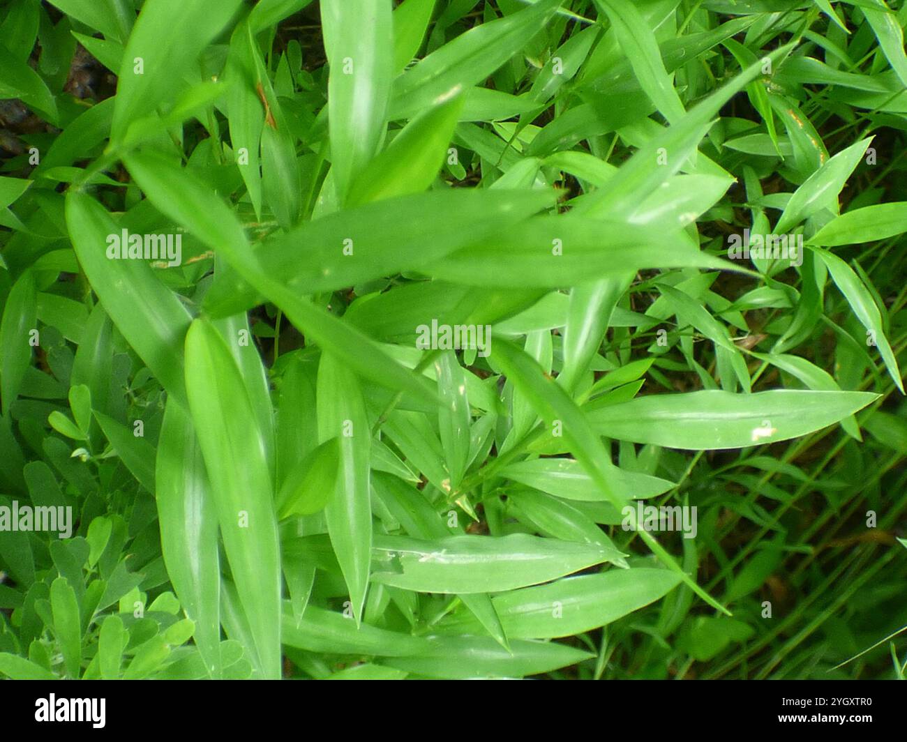 Japanese stiltgrass (Microstegium vimineum Stock Photo - Alamy