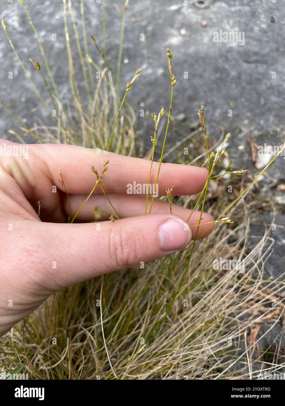 Carex eburnea hi-res stock photography and images - Alamy