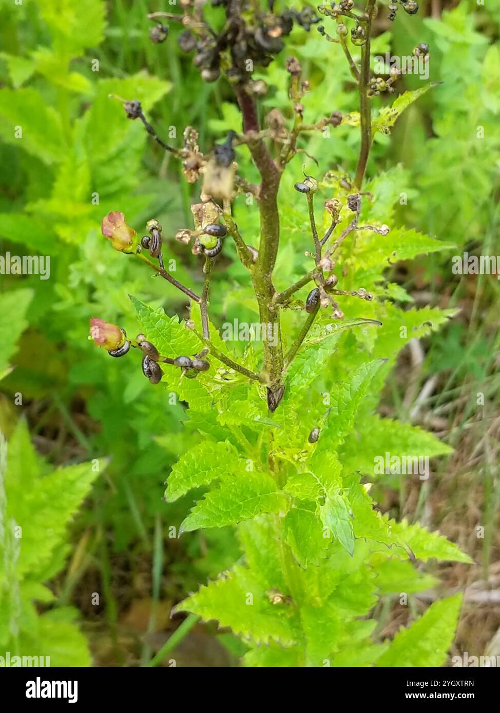 Cucujiform Beetles (Cucujiformia Stock Photo - Alamy