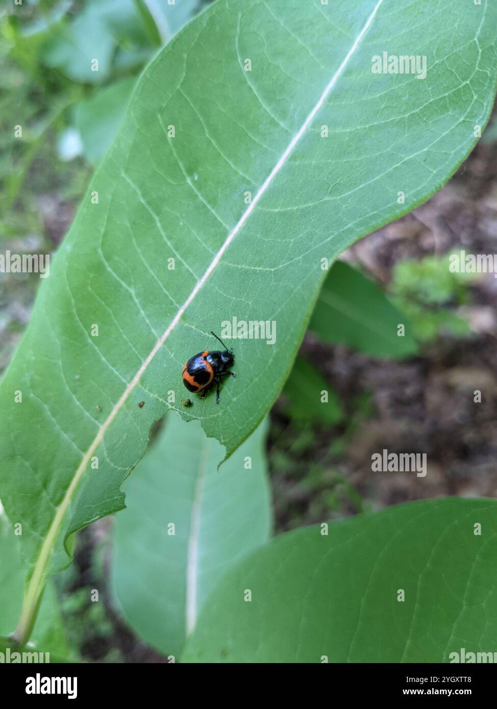 Swamp Milkweed Leaf Beetle (Labidomera clivicollis Stock Photo - Alamy