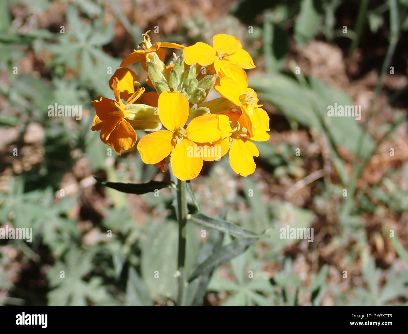Western Wallflower (Erysimum capitatum Stock Photo - Alamy