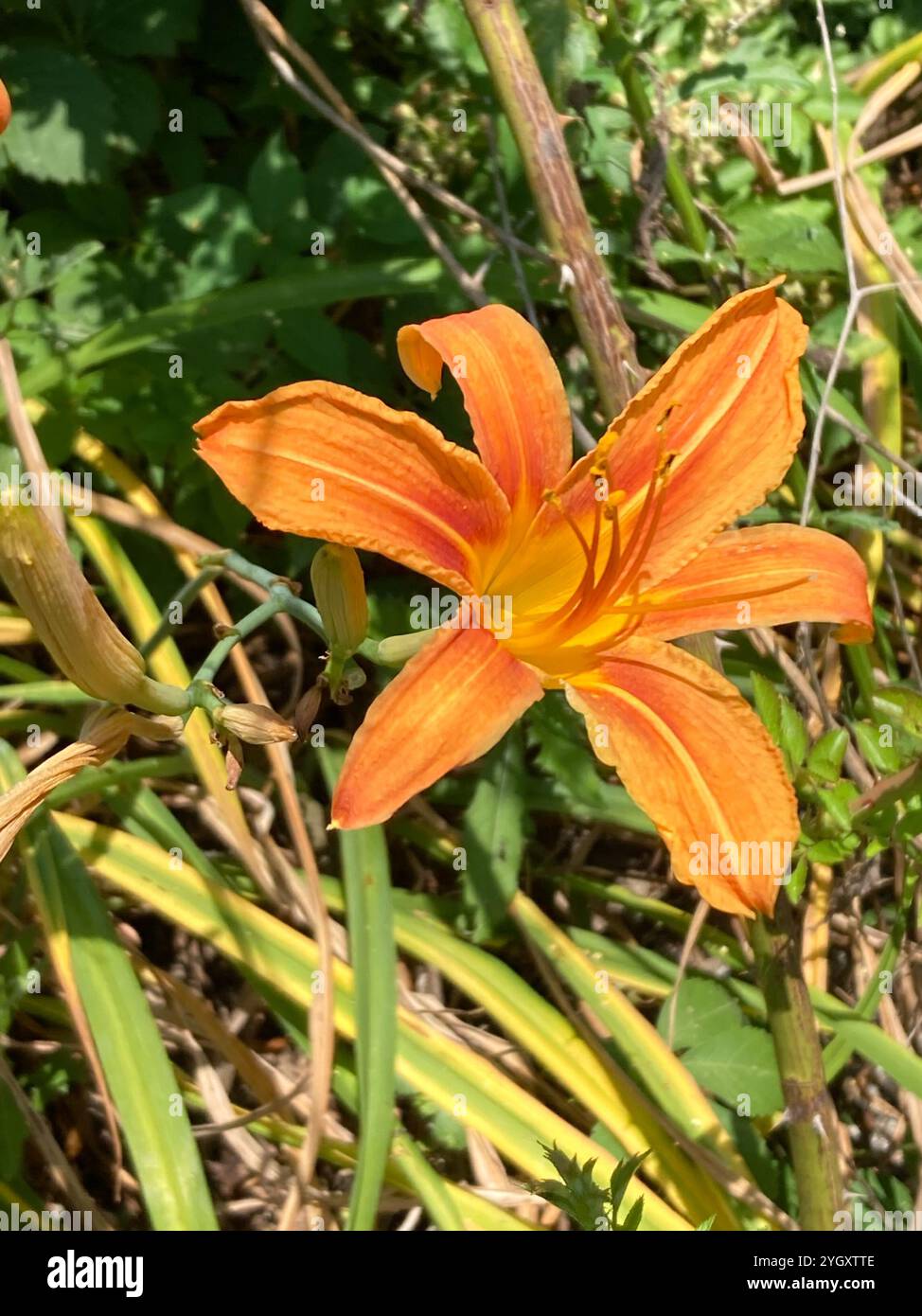 orange day-lily (Hemerocallis fulva Stock Photo - Alamy