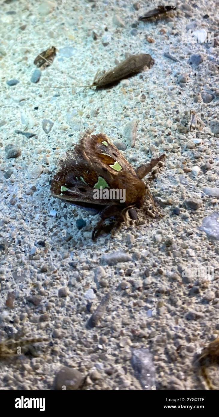 Spiny Oak-slug Moth (Euclea delphinii Stock Photo - Alamy