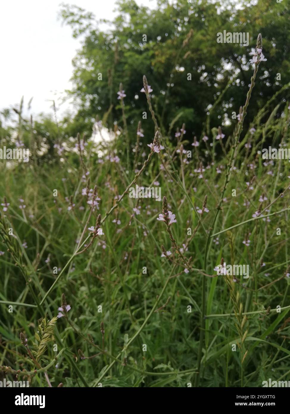 Common vervain (Verbena officinalis Stock Photo - Alamy