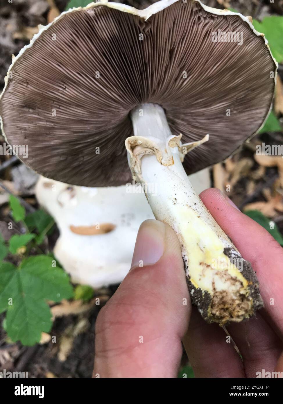 Yellow Stainer (Agaricus xanthodermus Stock Photo - Alamy