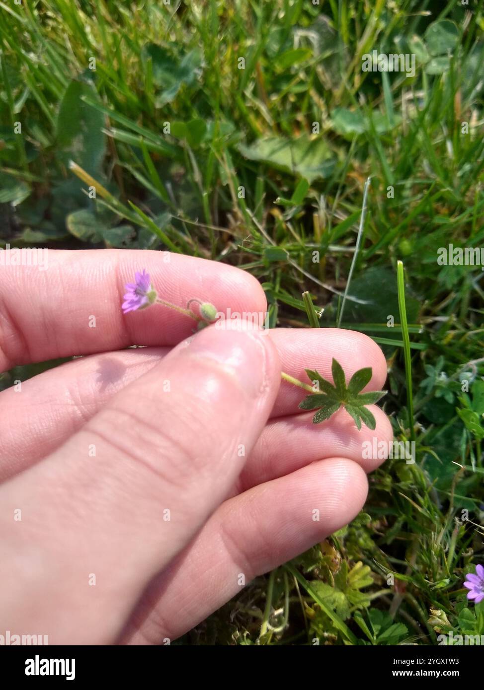 Dove's-foot crane's-bill (Geranium molle Stock Photo - Alamy