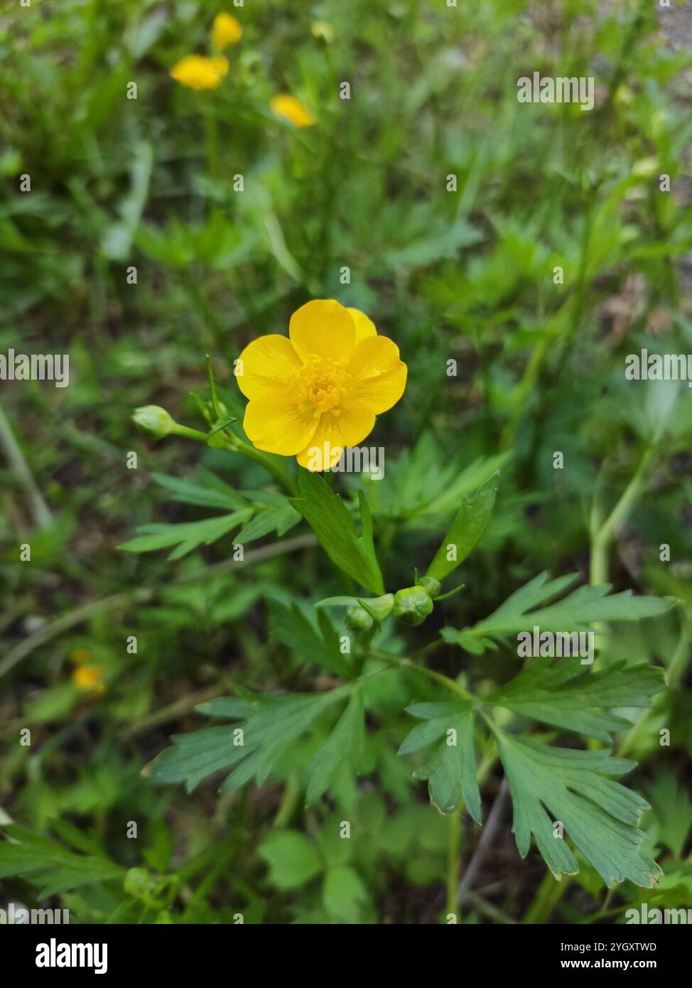 Creeping buttercup (Ranunculus repens Stock Photo - Alamy
