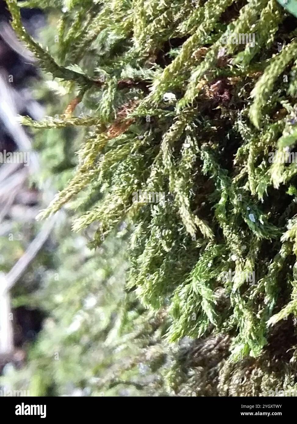 Cypress-leaved Plait-moss (Hypnum cupressiforme Stock Photo - Alamy