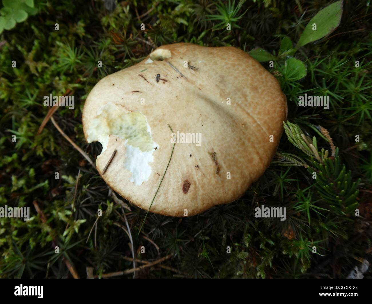 Butterball (Suillus weaverae Stock Photo - Alamy
